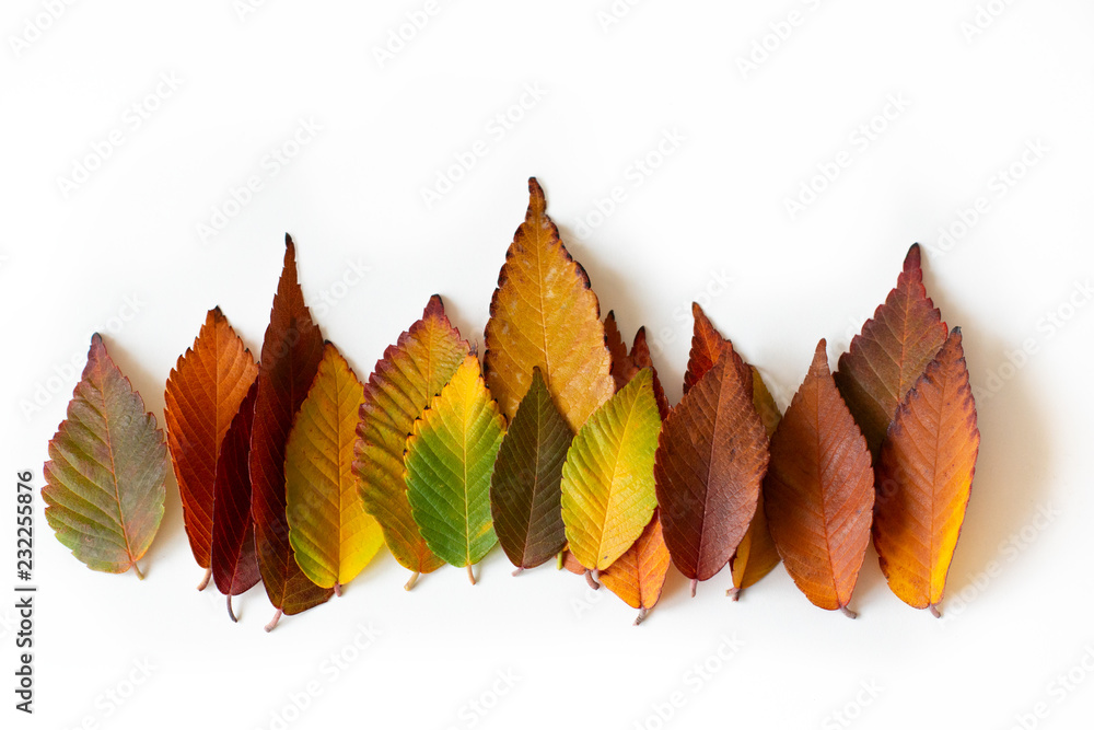 Different colored fall leaves. Set of olorful leaves isolated on white ...