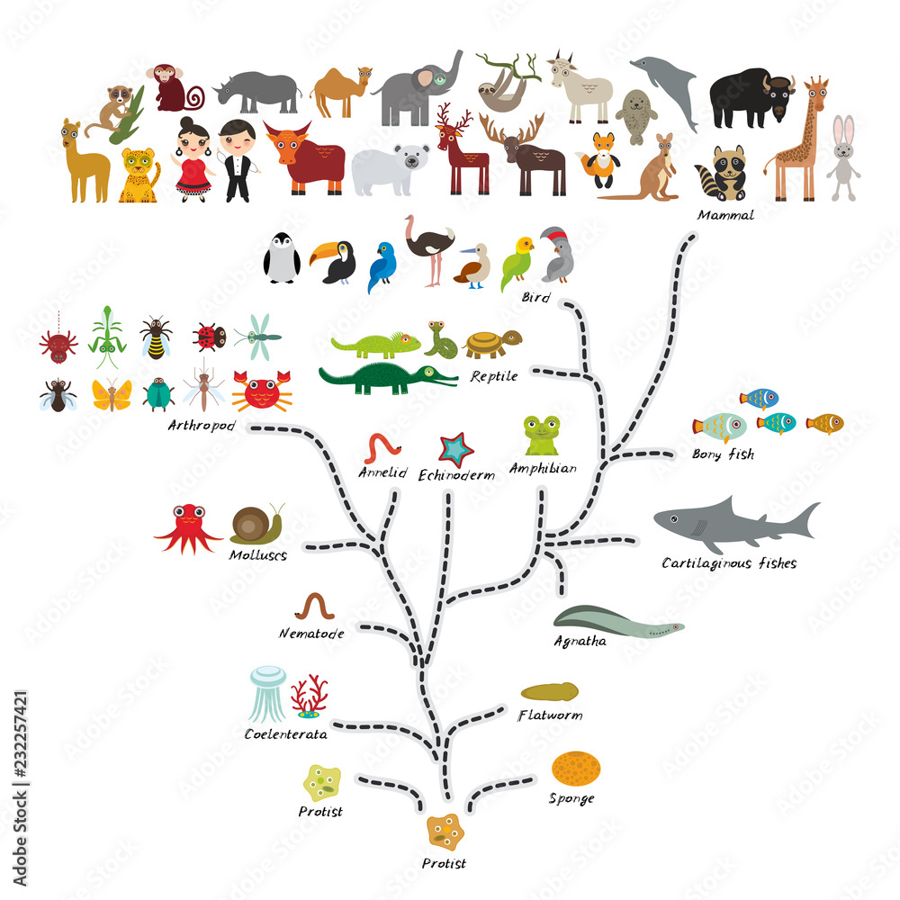 Plakat Evolution in biology, scheme evolution of animals isolated on ...