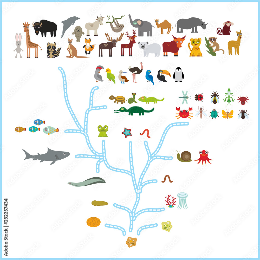 Evolution in biology, scheme evolution of animals isolated on white ...