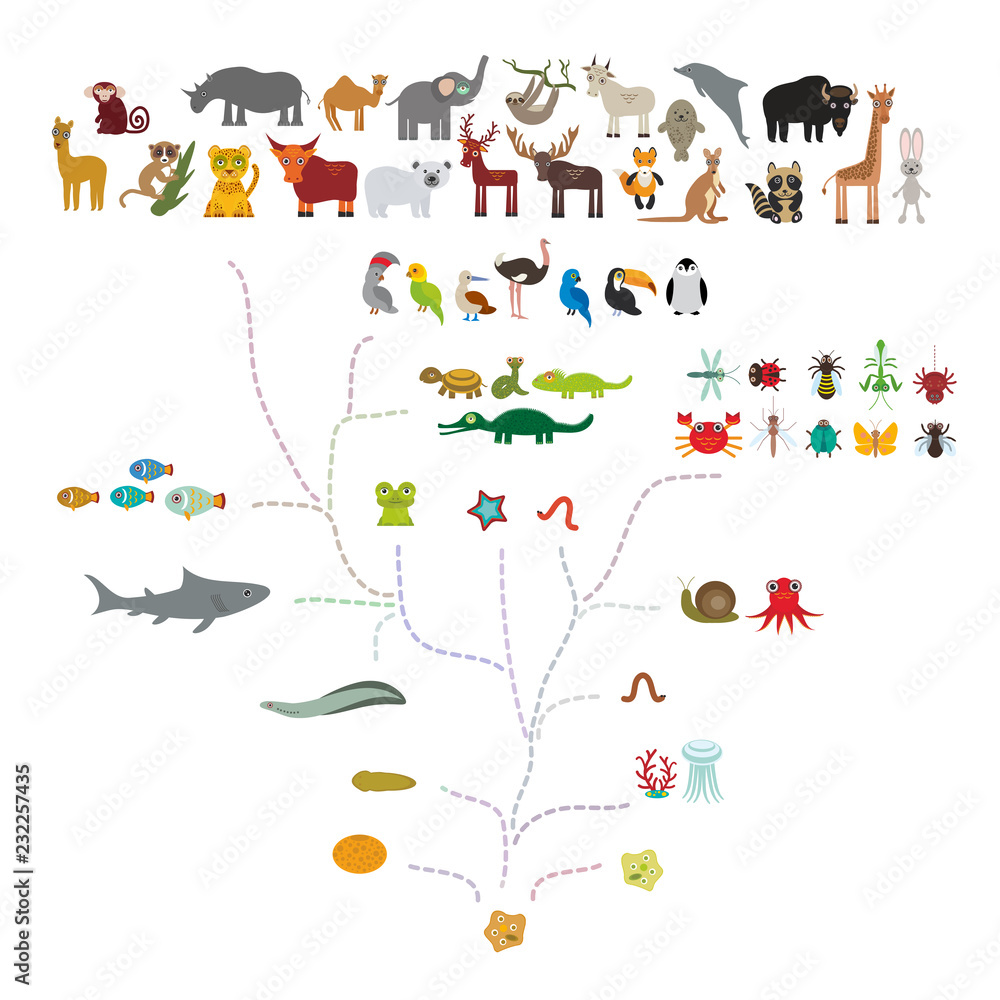 Evolution in biology, scheme evolution of animals isolated on white ...