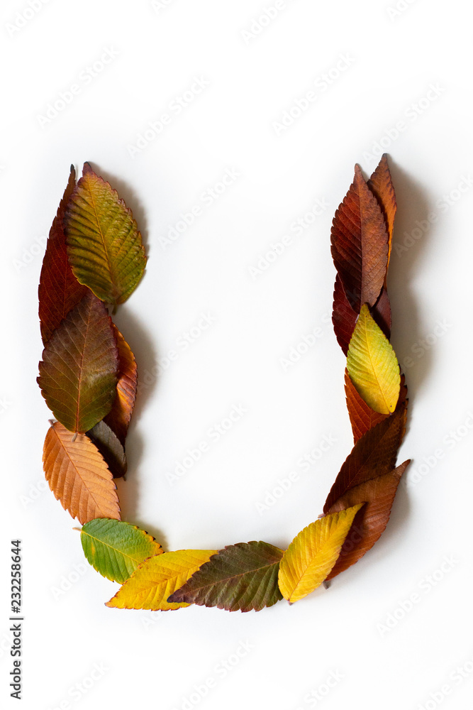 Letter U of colorful autumn leaves. Character U mades of fall foliage ...