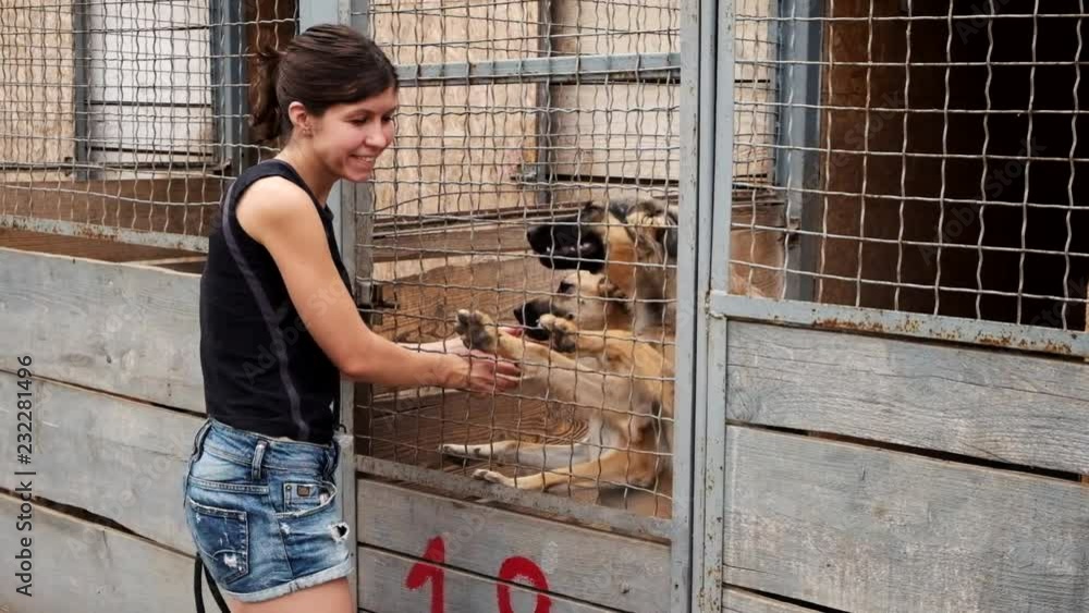 People save and help homeless dogs in animals shelter. Woman playing ...