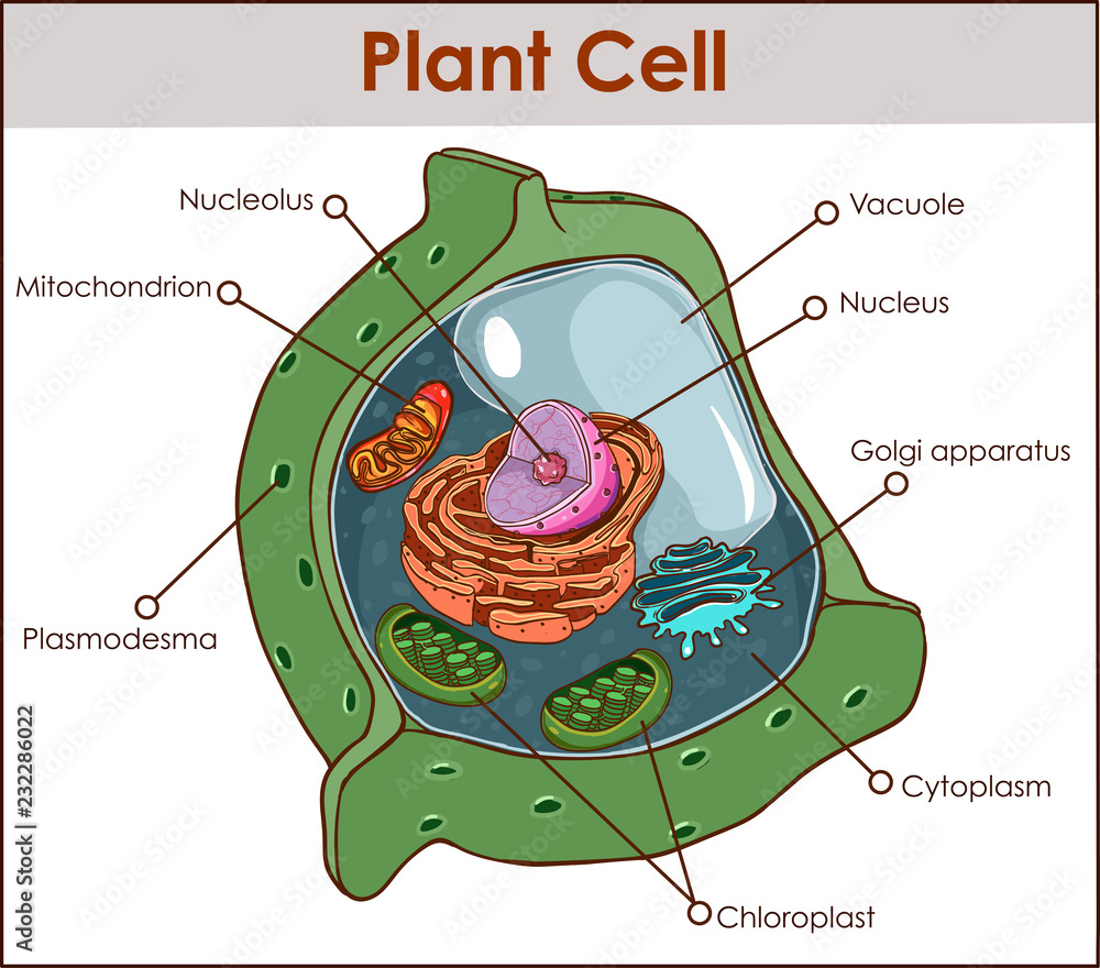 Plant cell isolated on white photo-realistic vector illustration Stock ...