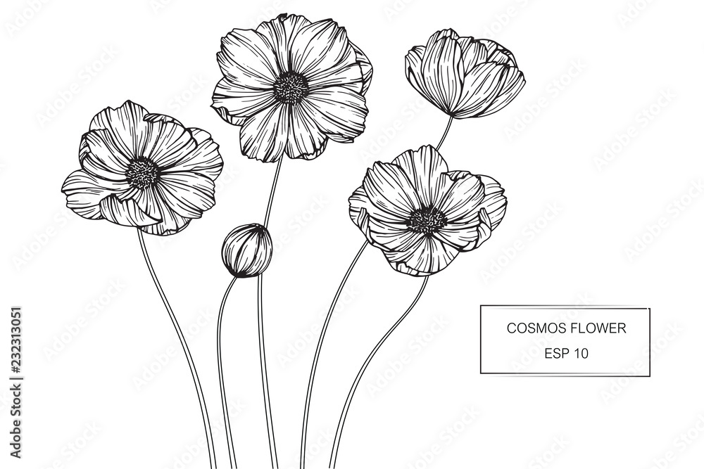 Cosmos flower drawing illustration. Stock Vector | Adobe Stock