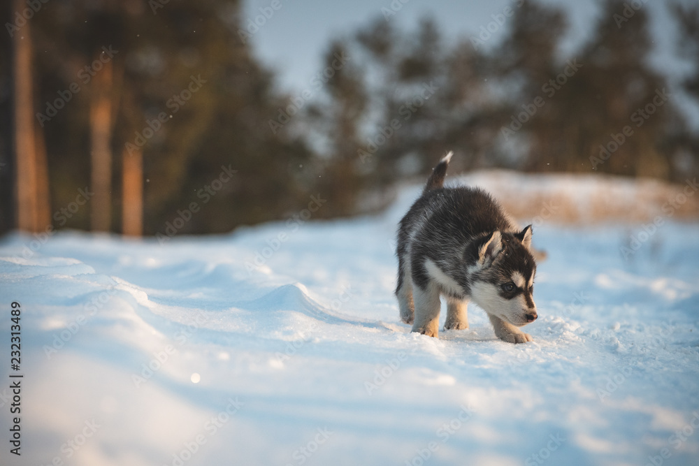 Siberian husky puppy playing on the snow in winter Stock Photo | Adobe ...