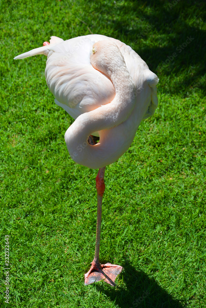 White Flamingo Bird
