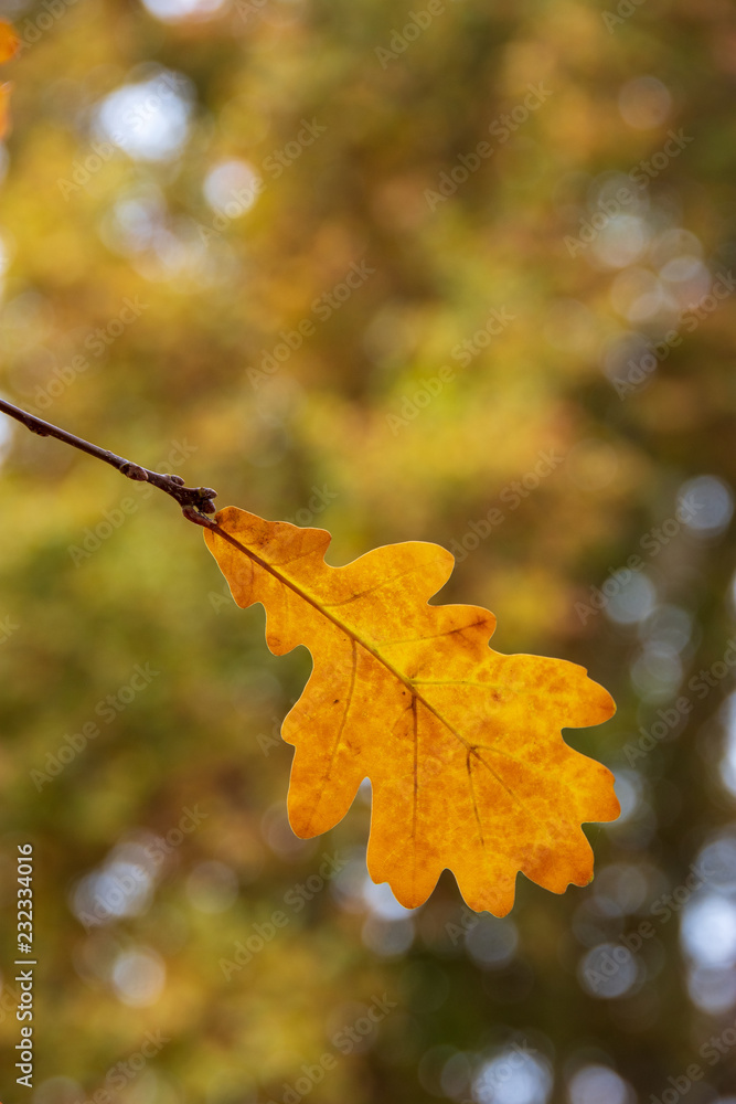 Feuille de chêne jaunie en automne, encore sur son arbre Stock Photo ...