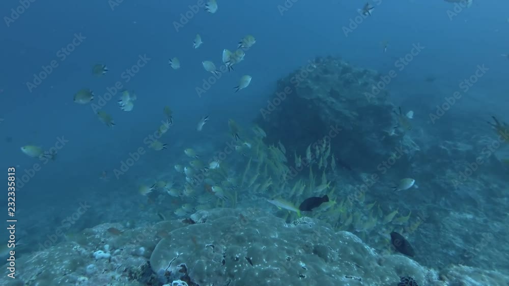 Large school of Philippines chromis and yellow Goatfish swim in the ...
