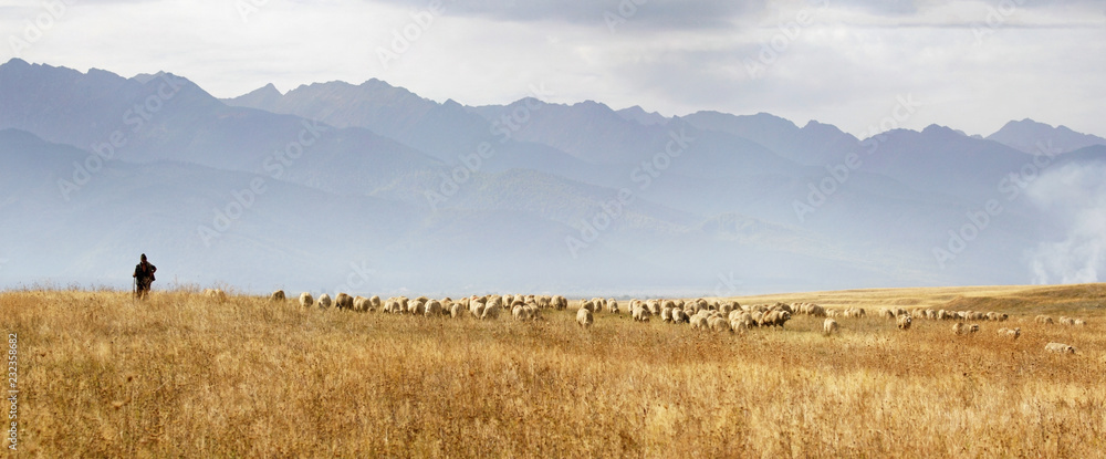 Pastoral: lonely shepherd with his flock of sheep grazing the meadows ...