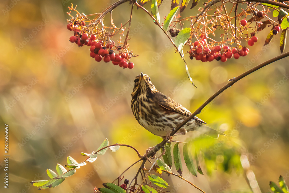 Redwing Turdus iliacus bird, eating berries in a forest Stock Photo ...