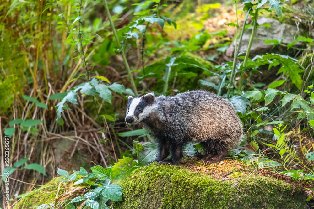 Badger in forest, animal in nature habitat, Germany, Europe. Wild ...