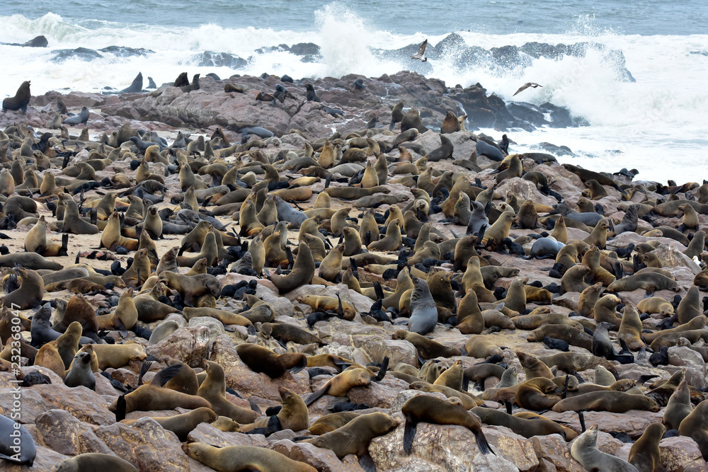 Robben im Cape Cross Seal Reserve Namibia Stock Photo | Adobe Stock