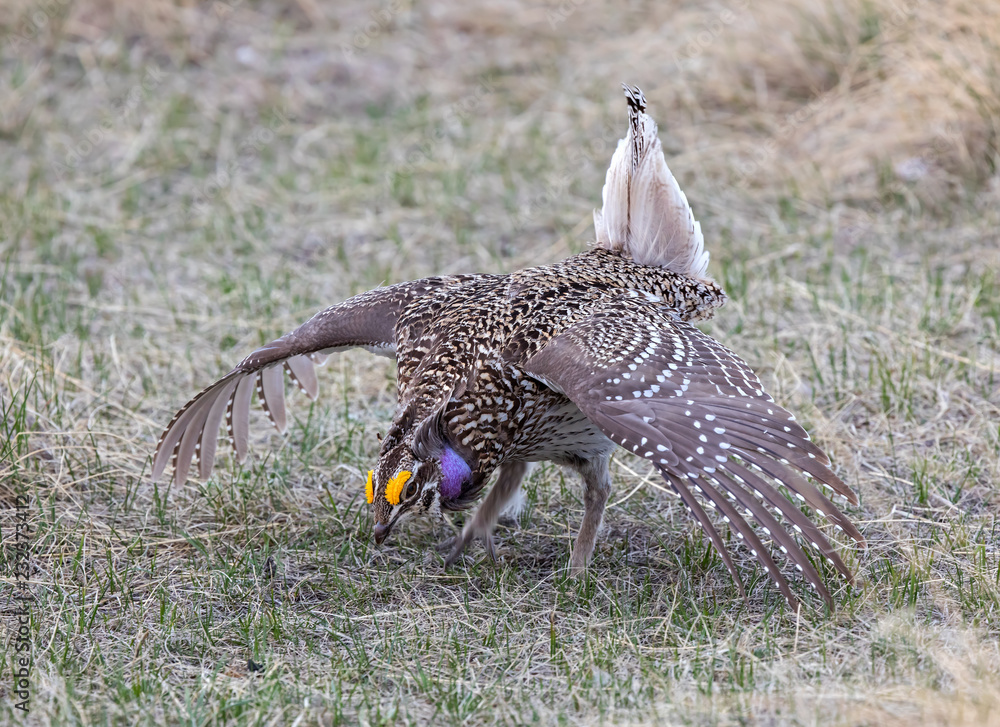 Sharp-tailed Grouse at a Lek Stock Photo | Adobe Stock