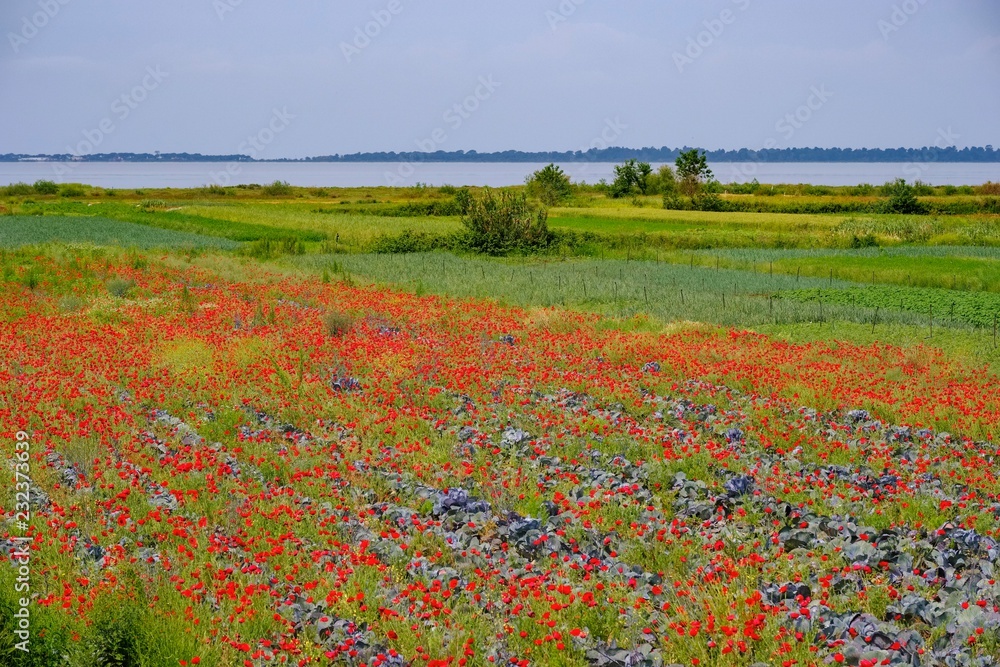 National Flower Of Albania | Best Flower Site
