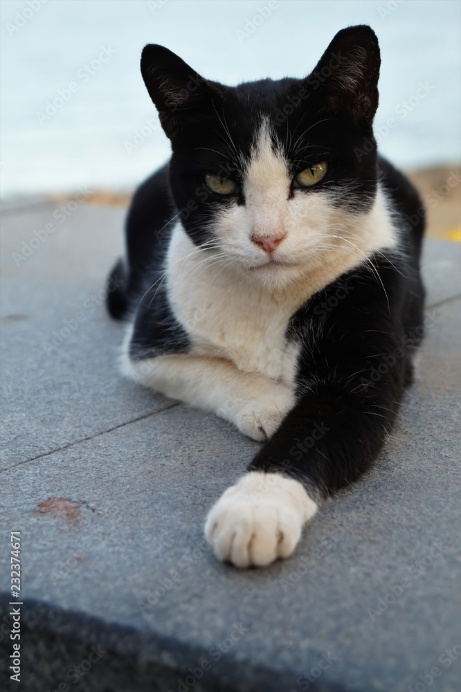 Eine gemütlich liegende Katze 1 Stock-Foto | Adobe Stock