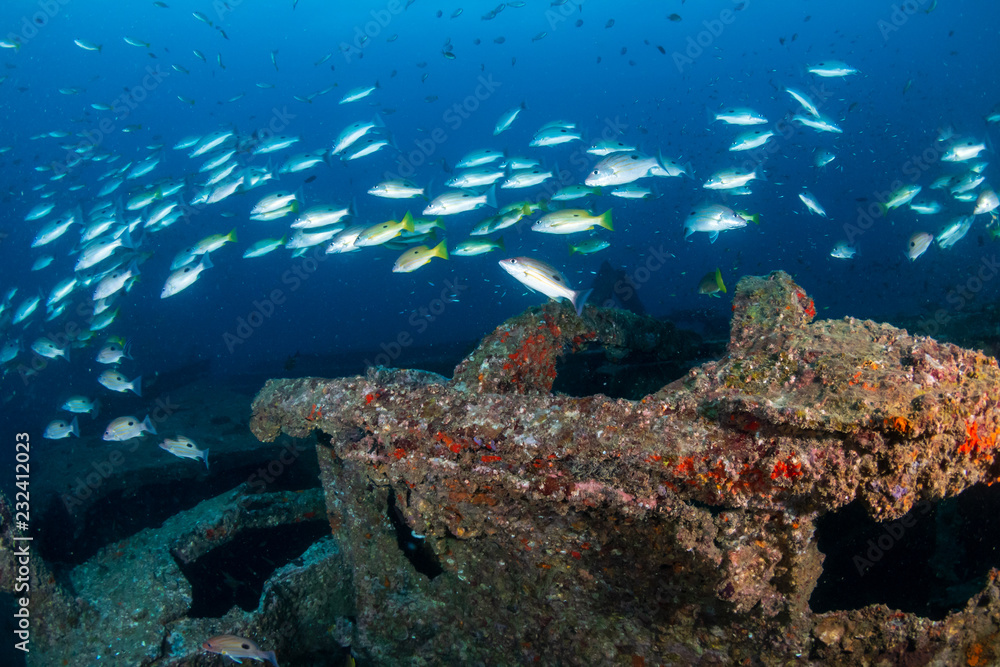 Schools of colorful tropical fish swarming around an old, broken ...