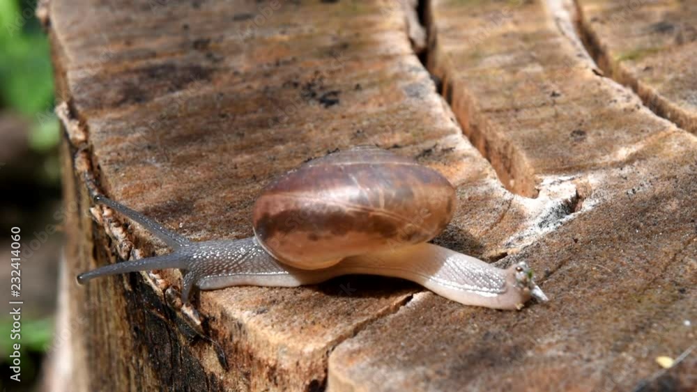 The journey of a snail on the forest tree trunk,Monachoides vicinus ...
