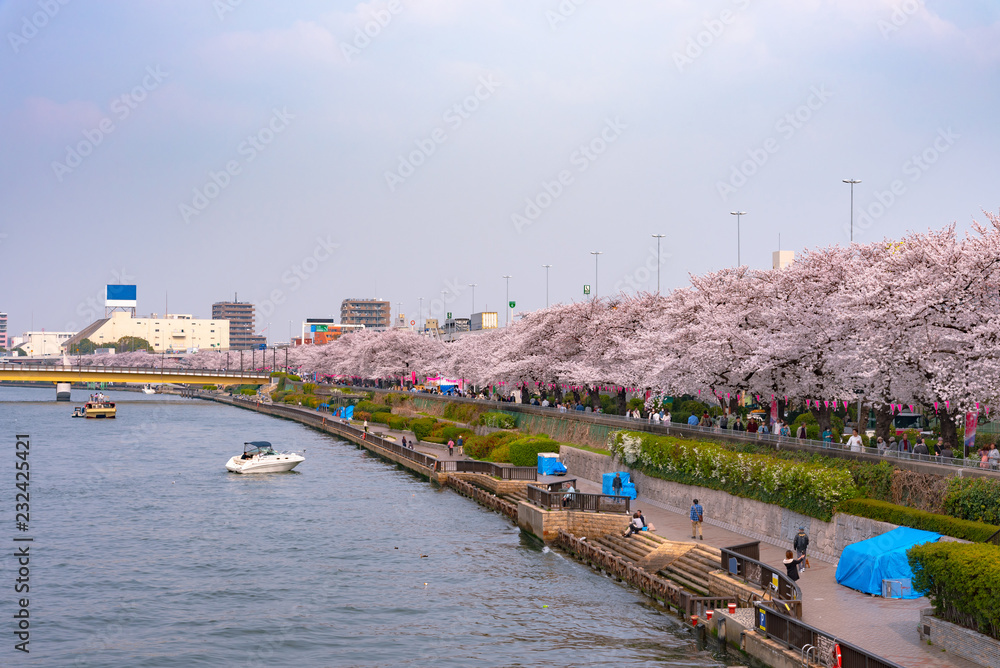 Asakusa Sumida Park cherry blossom festival. In springtime, Sumida ...