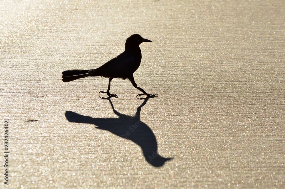 Beach bird shadow Stock Photo | Adobe Stock
