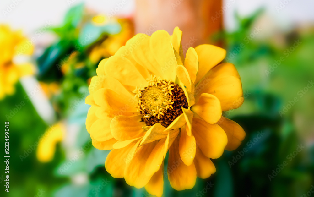 Yellow Zinnia elegans, known as youth-and-age, common zinnia or elegant ...