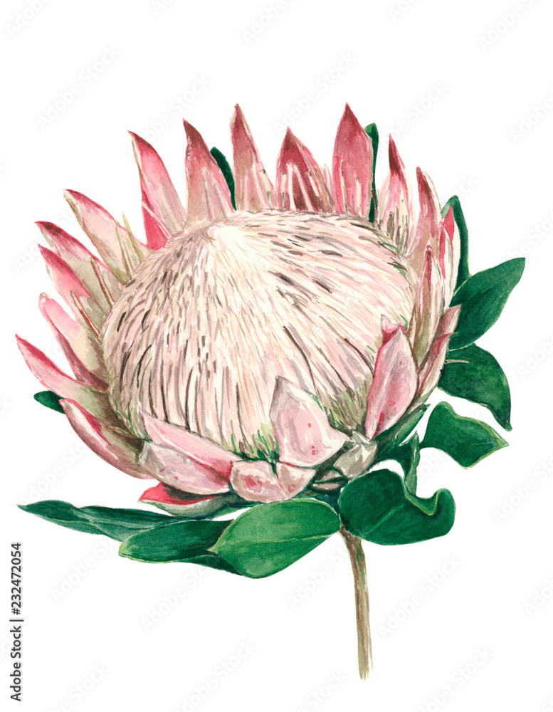 protea flower uncovered with green leaves, watercolor Stock ...