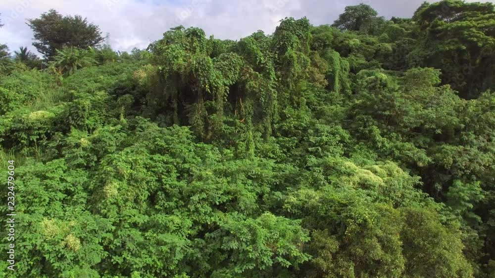 Mt. Makiling, Los Baños, Laguna, Philippines - November 21, 2017 ...
