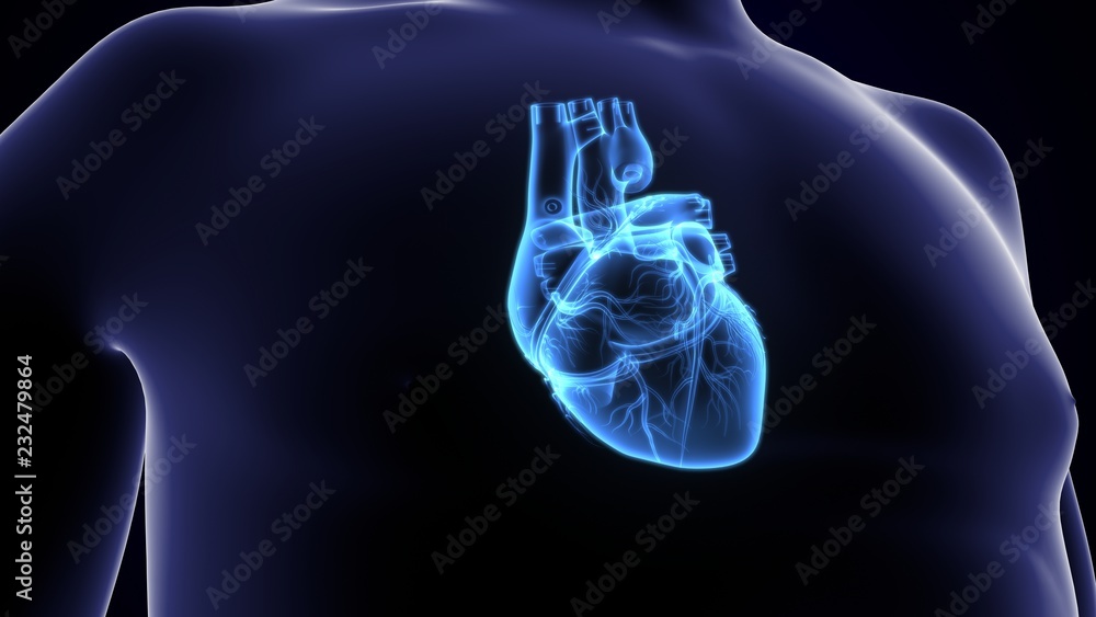 3d illustration of Lungs Anatomy - with detailed Alveoli - detailed ...