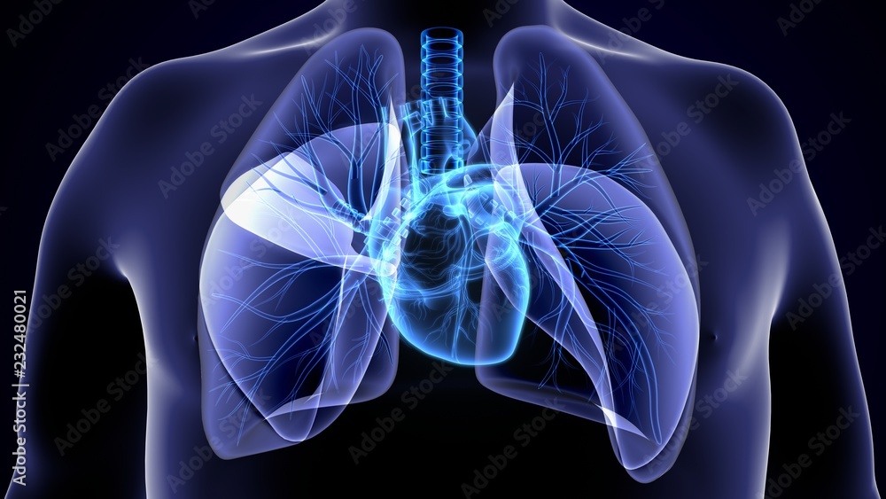 3Dillustration medical illustration of the heart and lung Stock ...