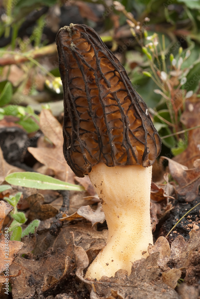 Morchella Esculenta