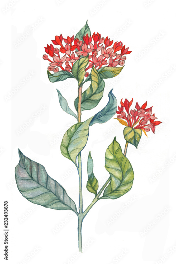 Bouvardia Flower White | Best Flower Site