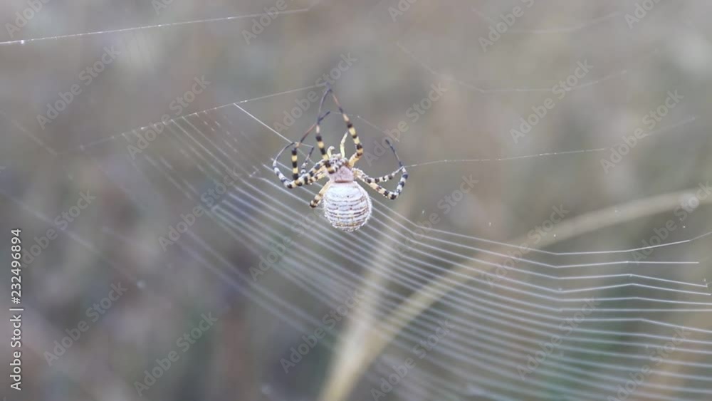 Banded Garden Spider, Orb-Weaver. The males are 4 to 5 millimeters in ...