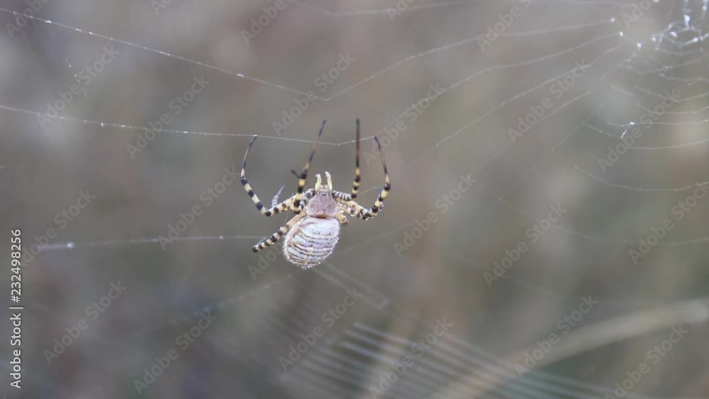 Banded Garden Spider, Orb-Weaver. The males are 4 to 5 millimeters in ...