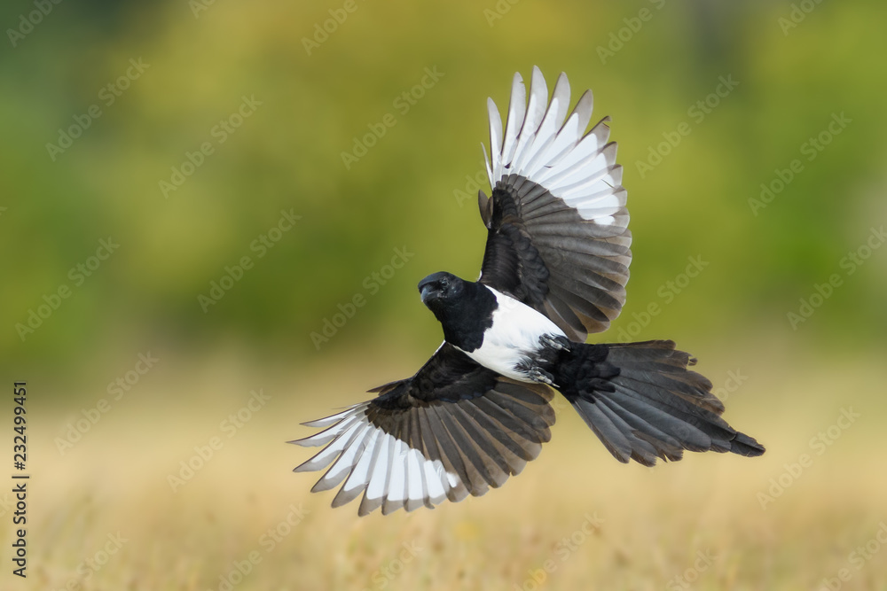 Magpie Flying