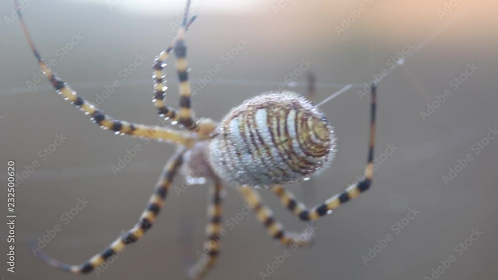 Banded Garden Spider, Orb-Weaver. The males are 4 to 5 millimeters in ...