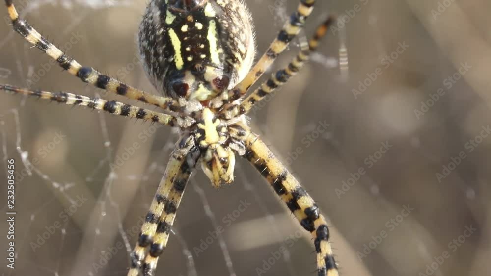 Banded Garden Spider, Orb-Weaver. The males are 4 to 5 millimeters in ...