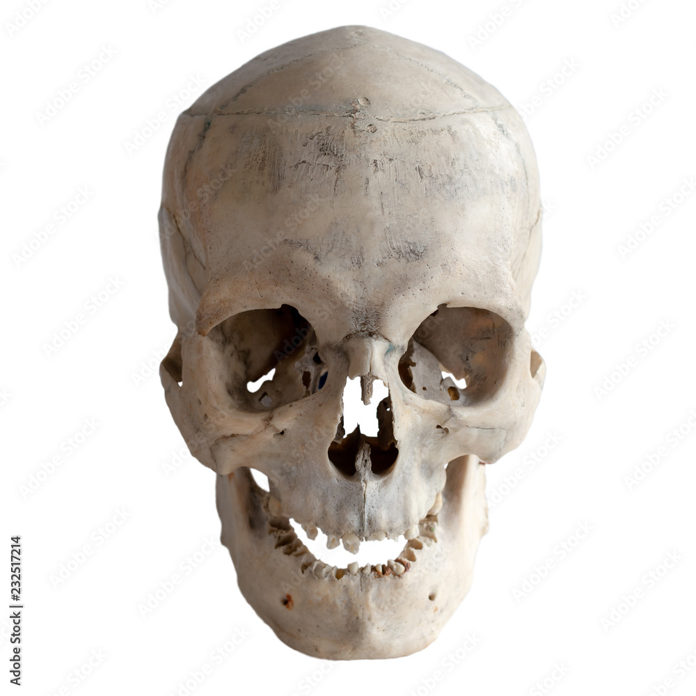 Anatomical real human skull, closeup. Front view. Stock Photo | Adobe Stock