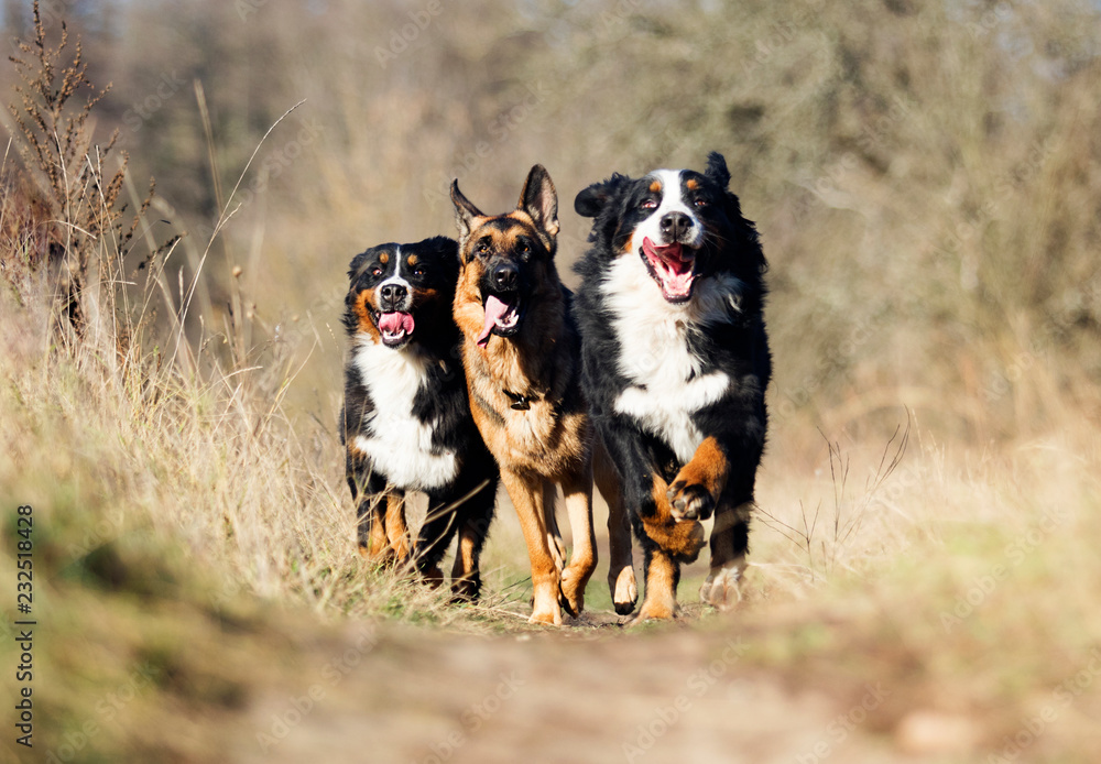 Pack Of Dogs Running