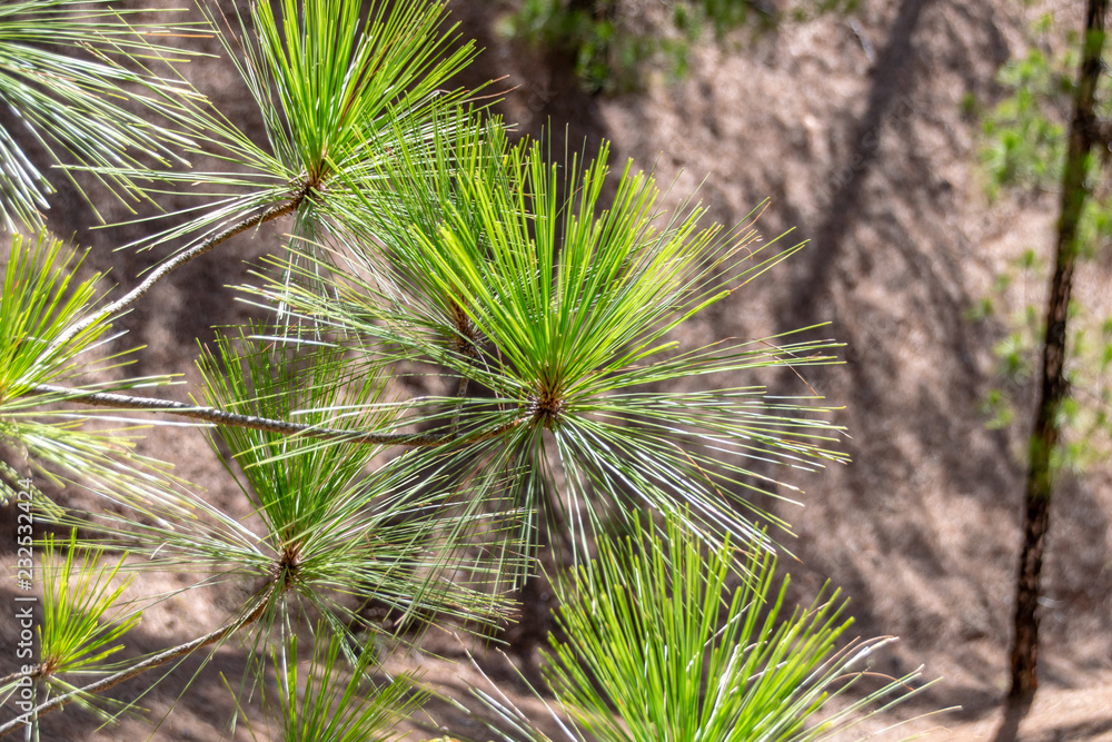 Pinus Leaf