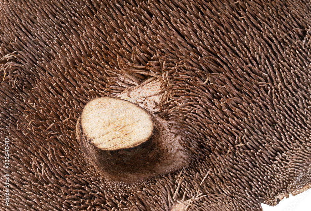 Sarcodon imbricatus, commonly known as the shingled hedgehog or scaly ...