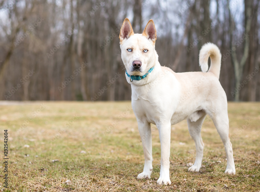 White German Shepherd Siberian Husky Mix