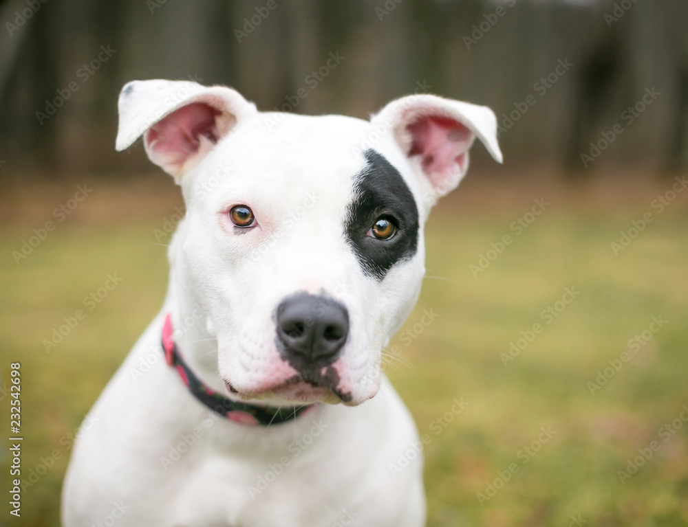 What Kind Of Pitbull Is Black And White Infoupdate
