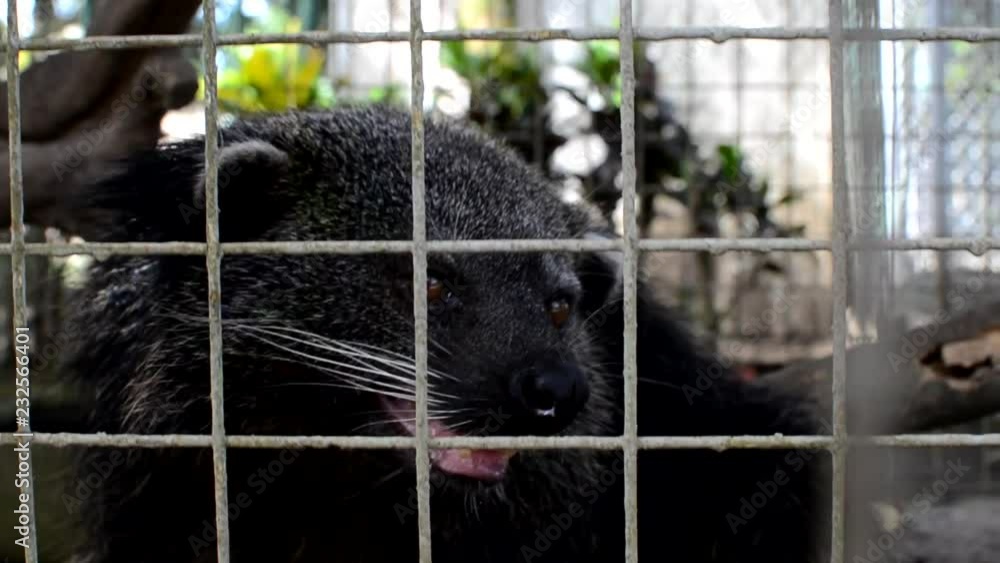 Asian palm civet musang (Paradoxurus hermaphroditus), also called toddy ...
