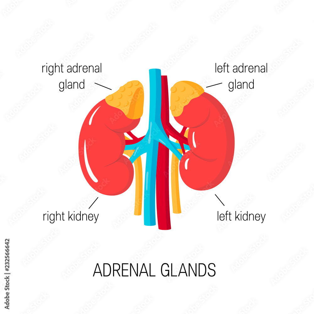 Vector diagram of adrenal glands in flat style. vector de Stock | Adobe ...