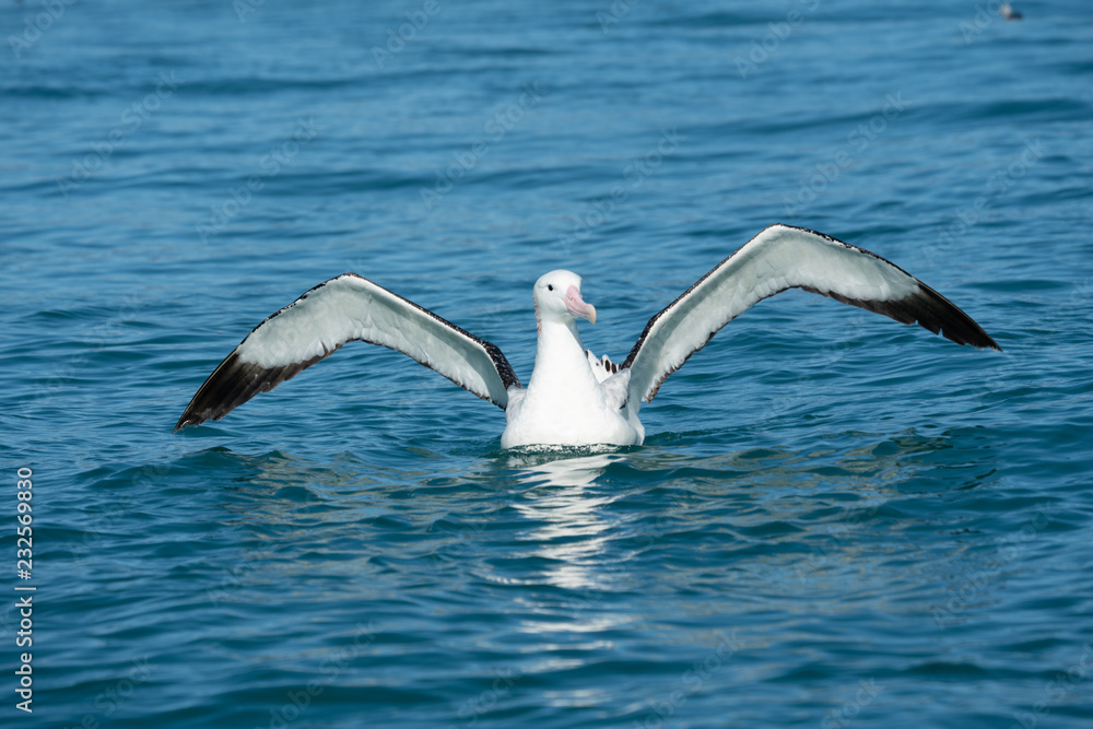 Wandering Albatross Wings