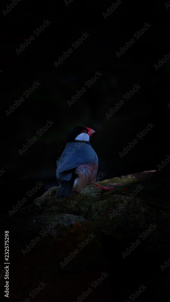 The Java sparrow, also known as Java finch, Java rice sparrow or Java ...