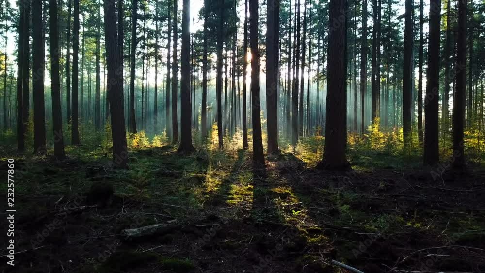 nature, trees, sunlight, morning Stock Video | Adobe Stock