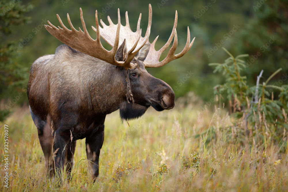 Bull Moose Stock Photo | Adobe Stock