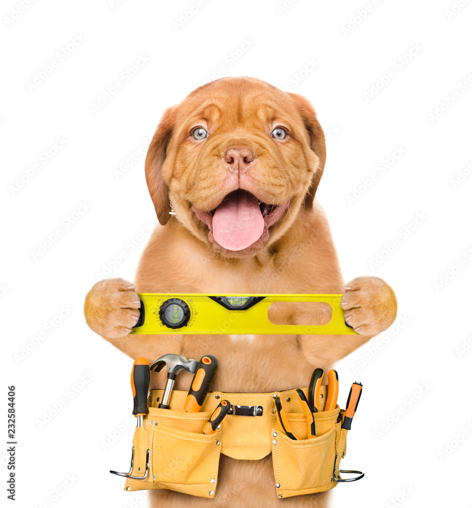 Funny dog worker with tool belt and spirit level. Isolated on white ...