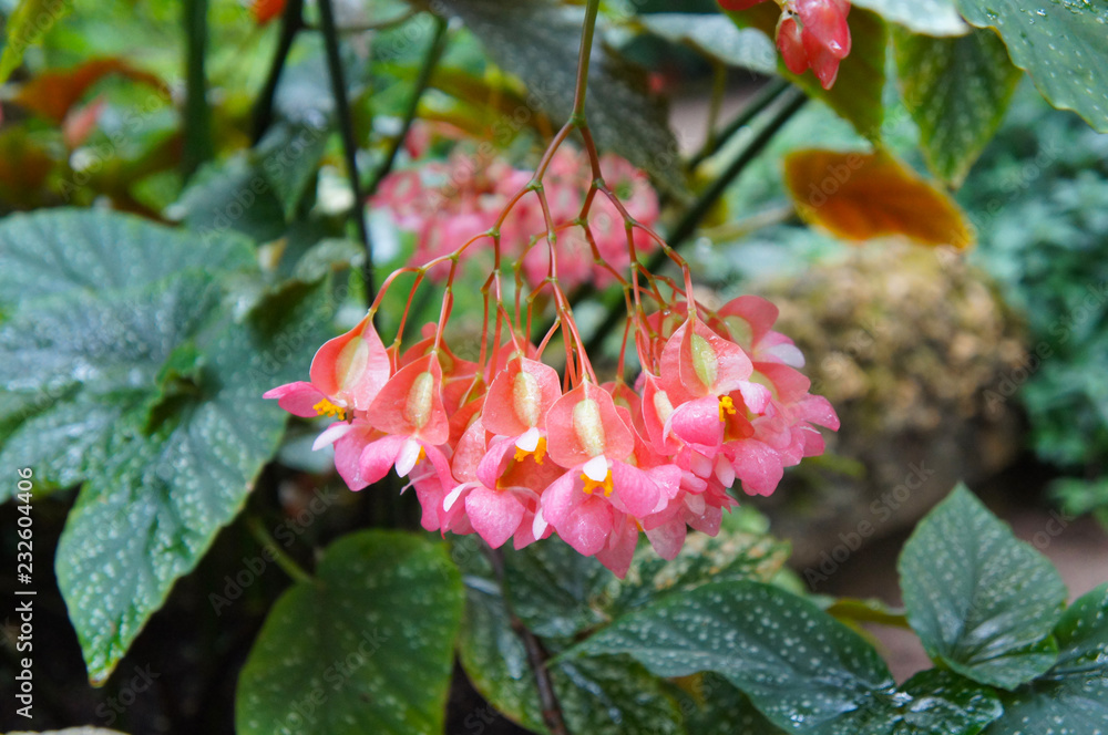 Begonia corallina plant with pink flowers Stock Photo | Adobe Stock