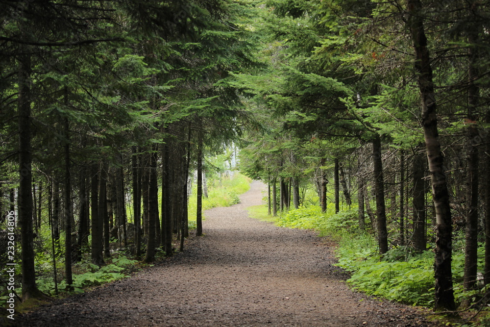 Forêt de sapin aux abords du lac supérieur Stock Photo | Adobe Stock